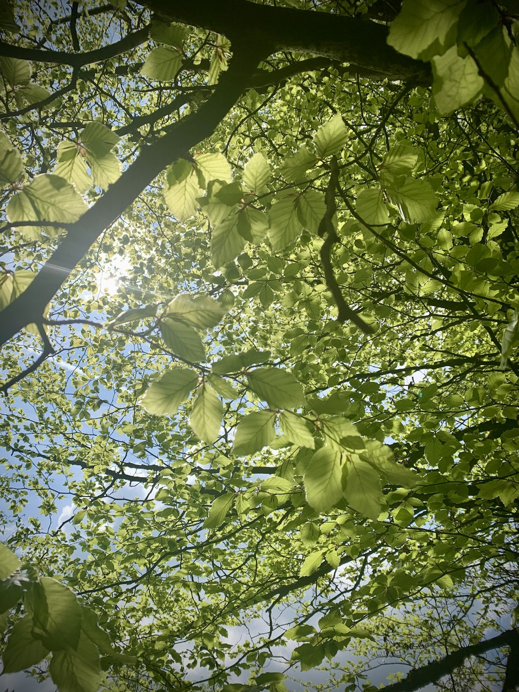 Tree bathing in the sun | Under BeechWood