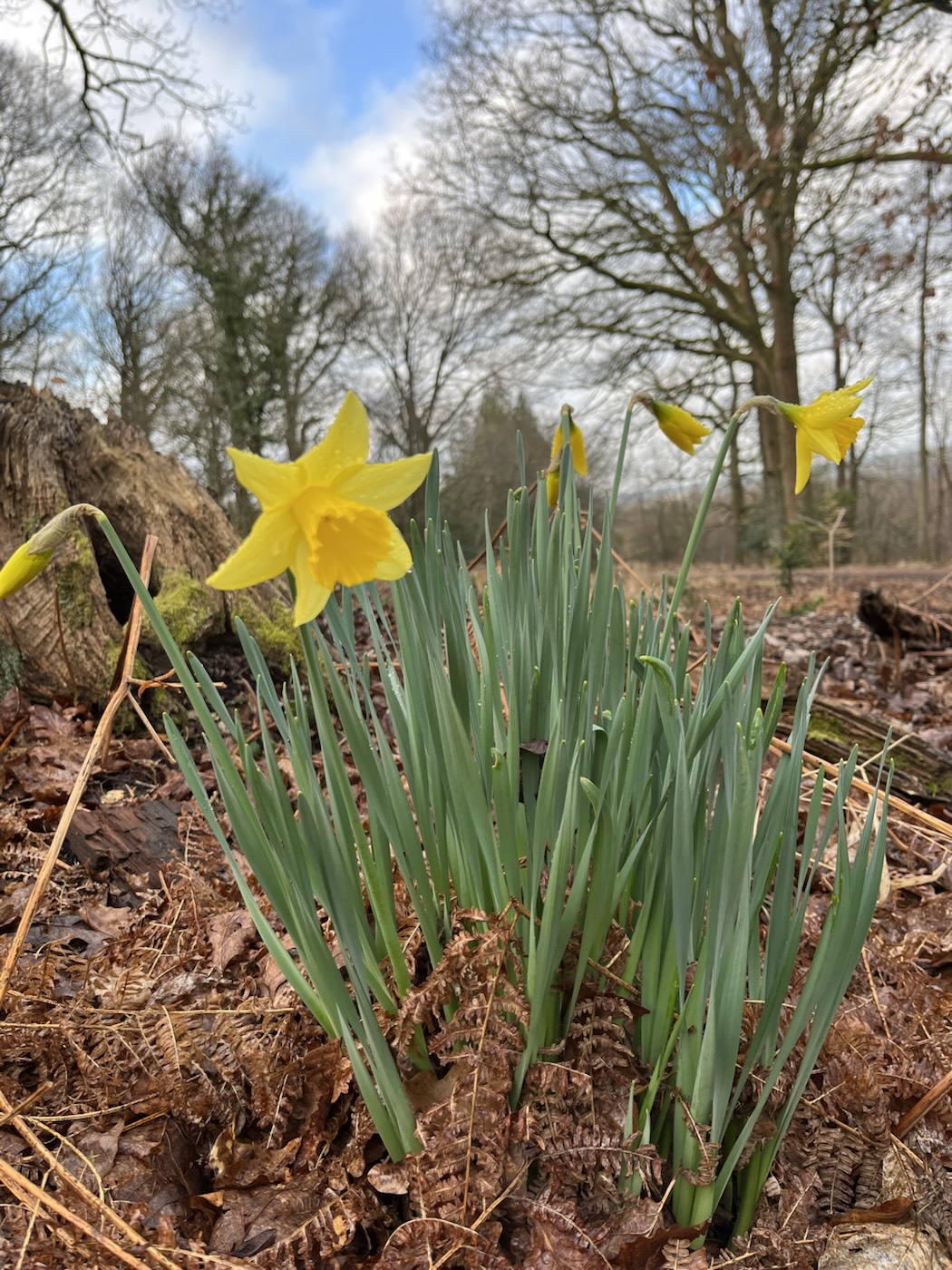 March … signs of spring | Under BeechWood